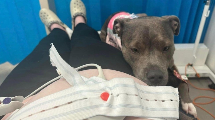 Эмнэлгийн төрөх өрөөнд анх удаа нохой оруулахыг зөвшөөрчээ